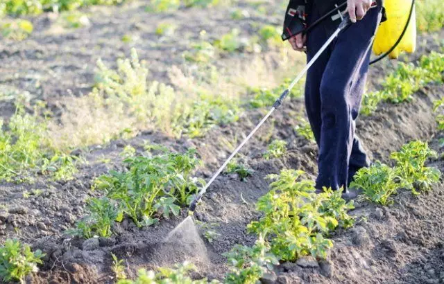 Spraying Potato Bushes from Colorado Beetle