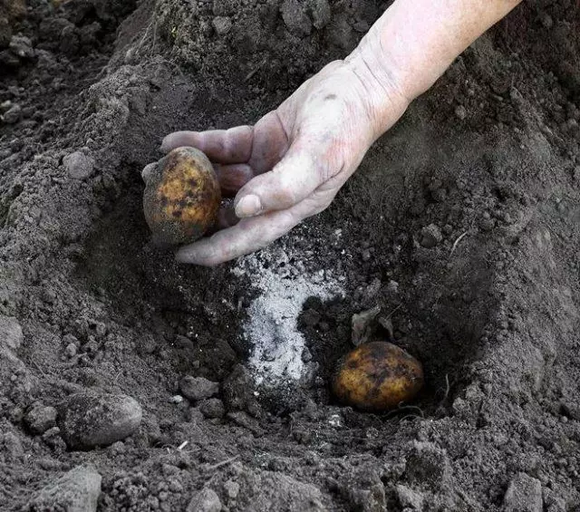 Application of wood ash when planting potatoes