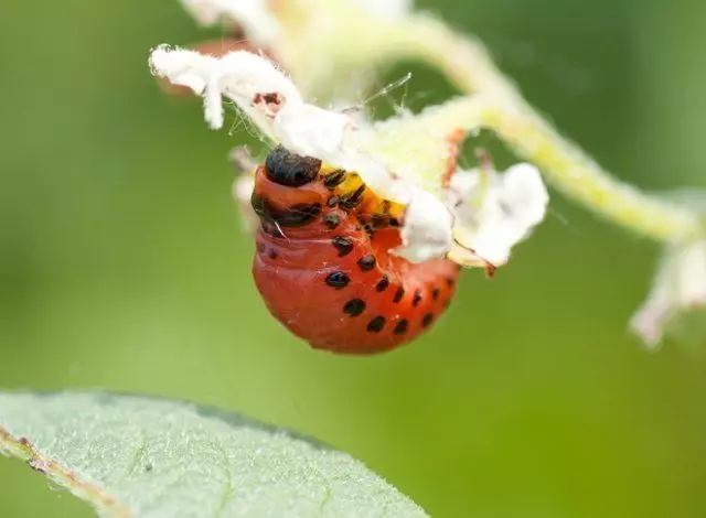 Kolorado Beetle Larva