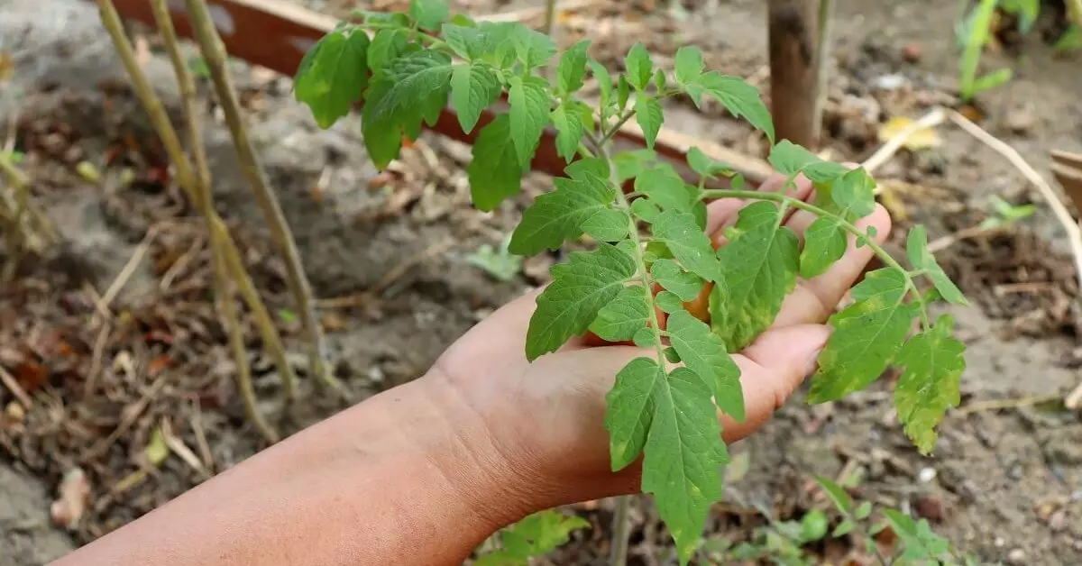 Kiel protekti la tomatojn de fitoofluorosis kaj colaporosis - 7 ĉefaj profilaksaj reguloj