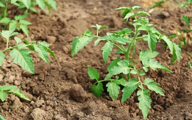 टोमॅटो च्या bushes दरम्यान अंतर