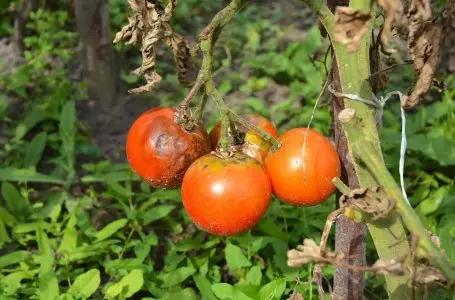 Etu ị ga - echedo tomato site na phytofluosis na colaporosis - 7 isi amụma 756_11