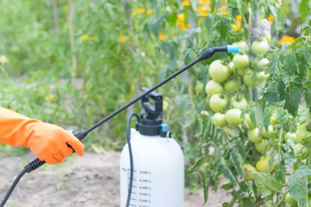 Hvað á að meðhöndla tómatar úr phytofluors