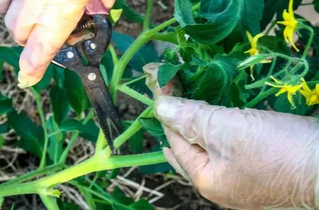 Bagaimana untuk melindungi tomato dari phytoofluorosis dan colaporosis - 7 peraturan profilaksis utama 756_20