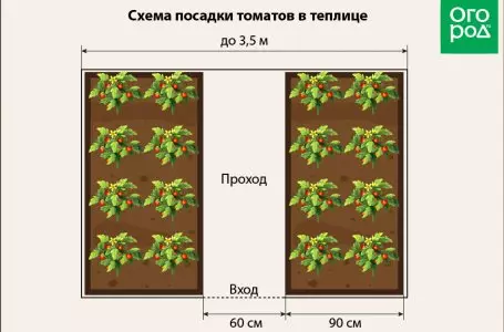 Etu ị ga - echedo tomato site na phytofluosis na colaporosis - 7 isi amụma 756_3