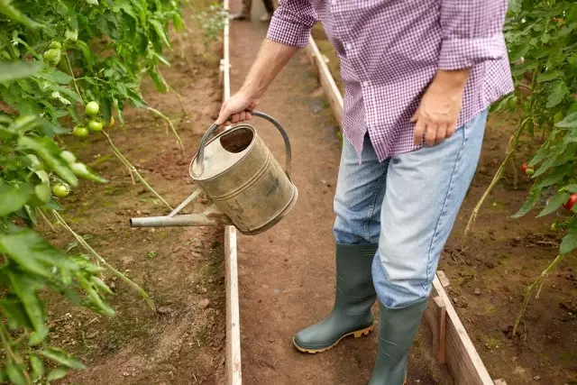 Wéi Waasser Tomaten