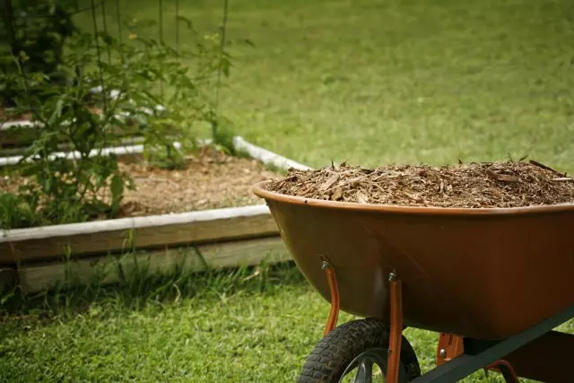 De bêste mulch foar tomaten