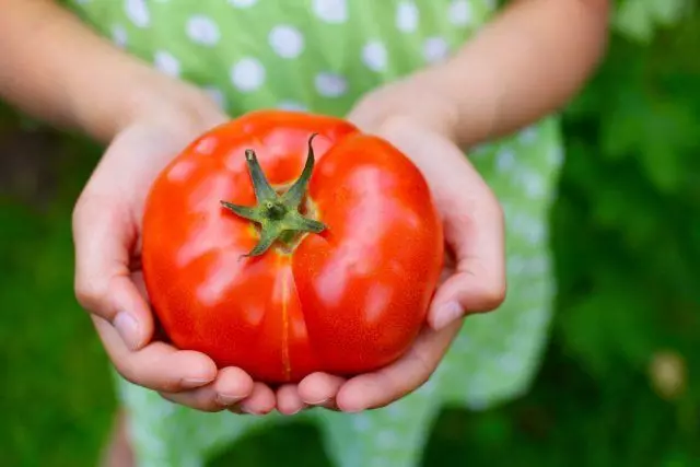 La sekreta maniero planti kaj akvumi tomatojn - la rikolto estas garantiita!