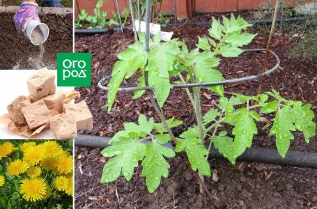 La voie secrète de planter et d'arroser les tomates - la récolte est garantie! 757_13