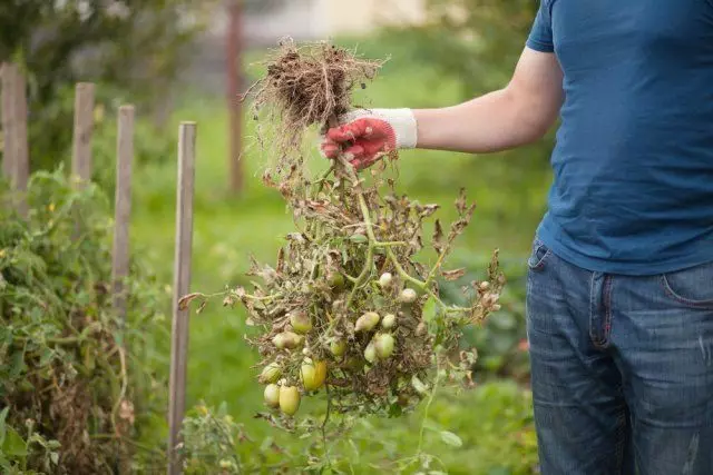 Phytofluorose-Tomaten