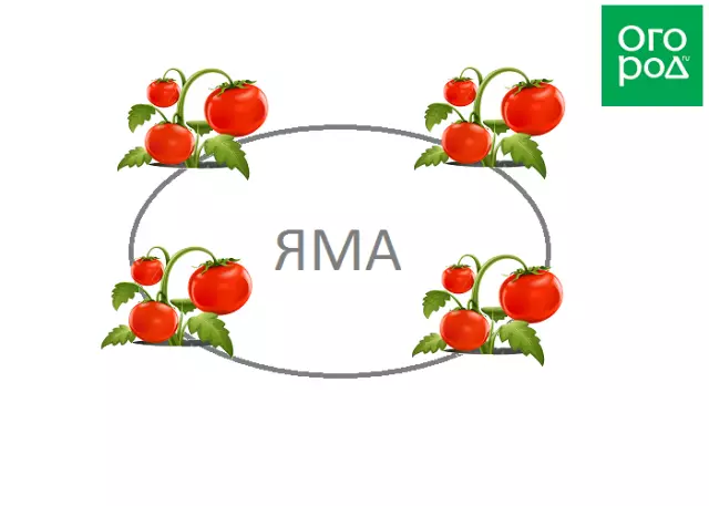 Skema van plant tamaties