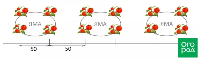 Het planten van tomaten met een vierkante nestelende manier