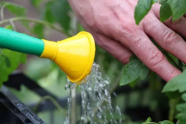 Water geven tomaten