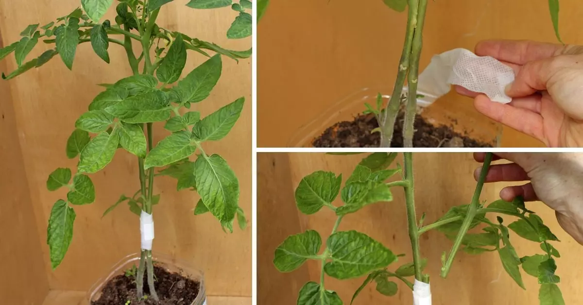 Duas raízes, um caule: o que dá ao enxerto de tomates