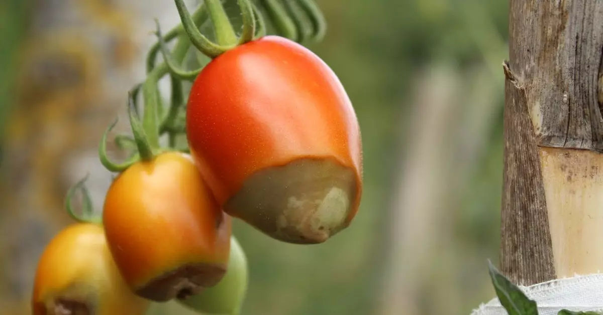 Serişteyên zirarê: 7 Tiştên ku divê bi Tomato re li ser sermayê neyê kirin