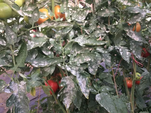 Ασθένειες TomaTov