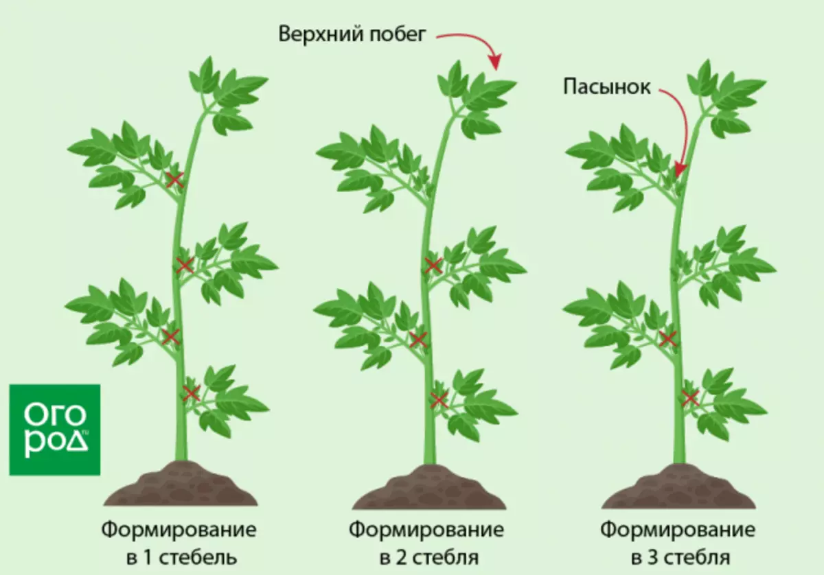 Formazione di cespugli di pomodoro