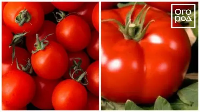 Tomate betta f1
