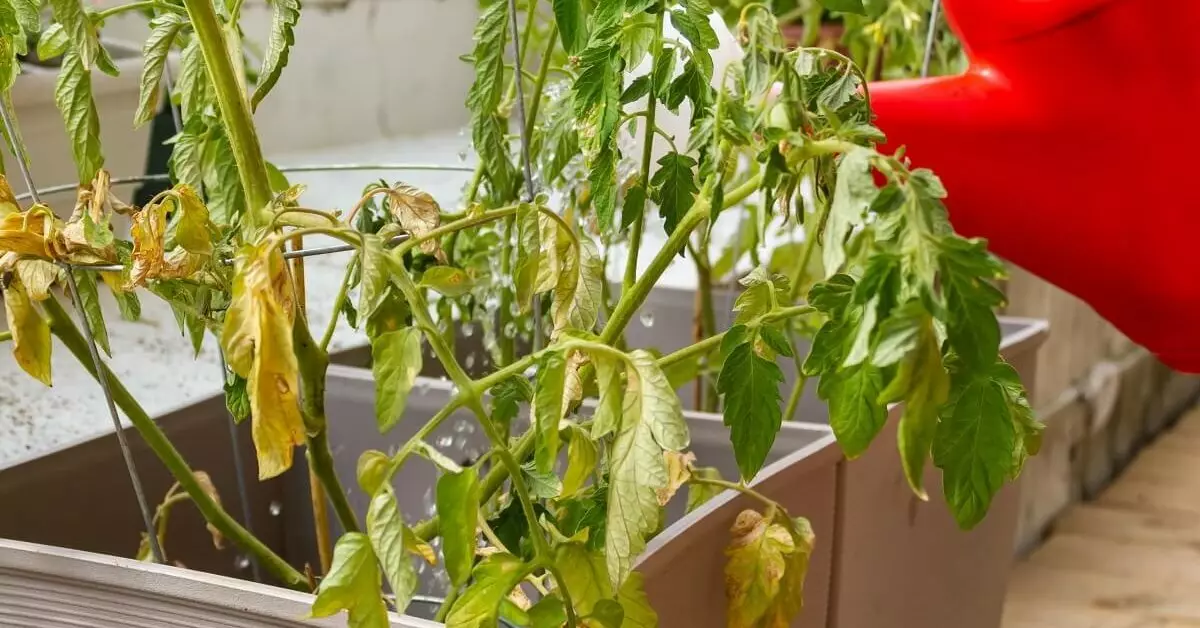 ¿Por qué las plántulas de los tomates se vuelven amarillas y secas se secan y se torcen?