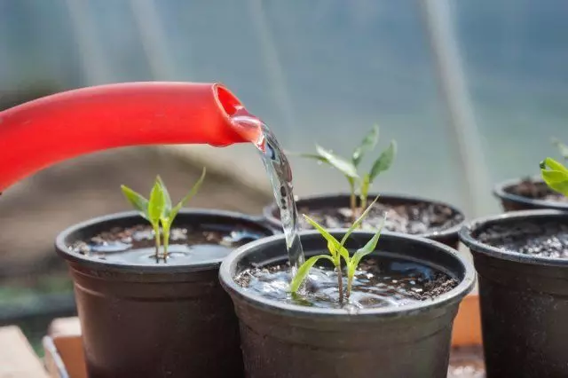 Water geven tomatenzaailingen zijn onder root