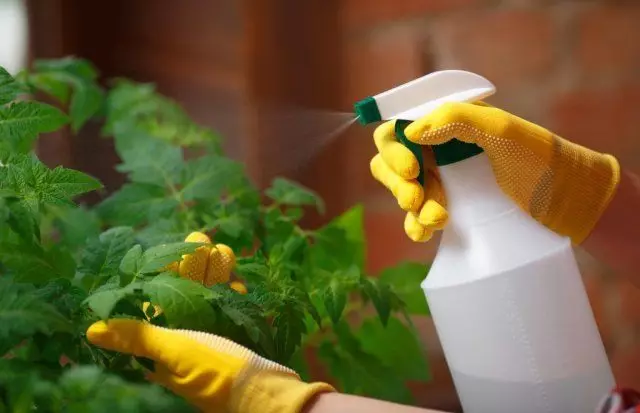 Plantuen tratamenduak intsektizidak izurrien aurkako borrokan lagunduko du