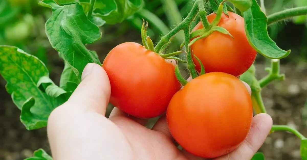 Vroege tomaten: hoe een oogst in juni te krijgen