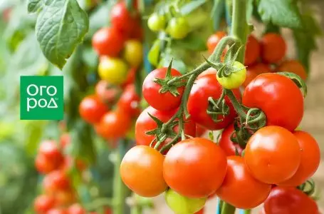 Tomates tempranos: cómo obtener una cosecha en junio 764_18