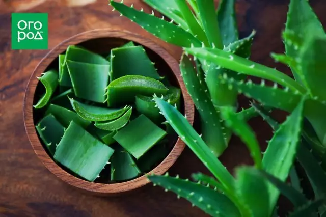 aloe