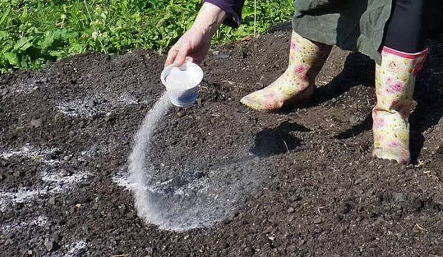 頂部番茄植物工具