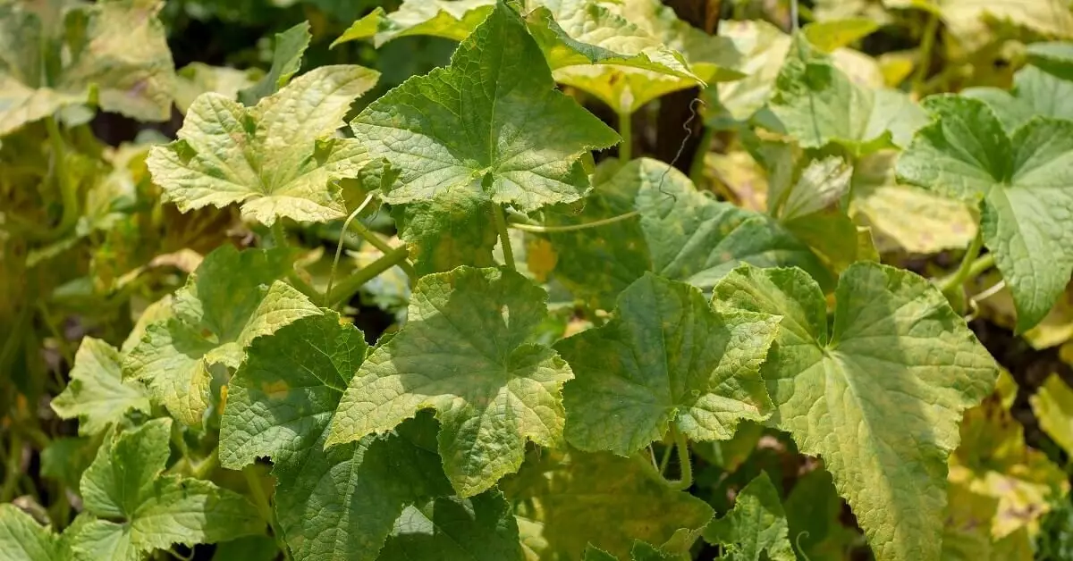 Por que os pepinos teñen follas amarelas e secas e que facer sobre iso?