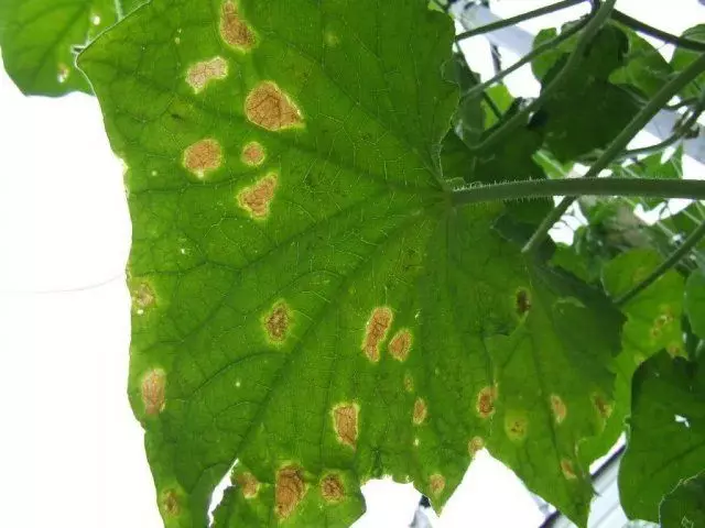 Amarillento las hojas de pepino