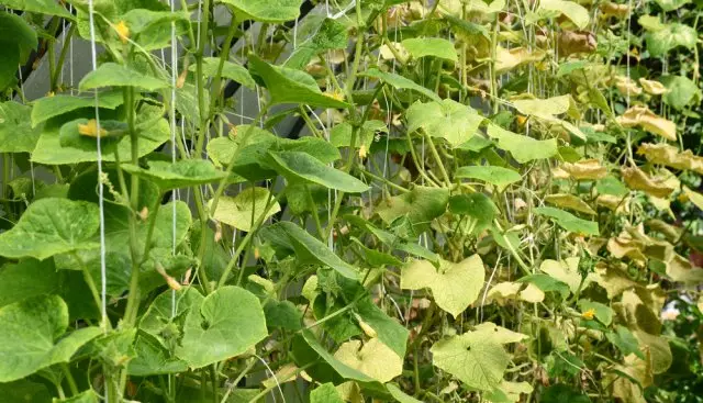 Makuloj sur la folioj de kukumoj - pro tio, kio aperas, kion fari kaj kion trakti