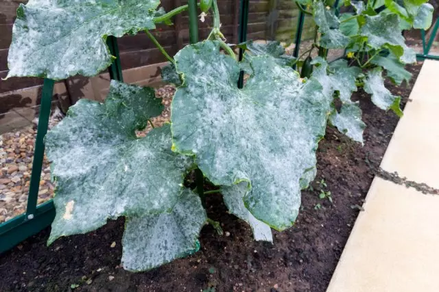 Puffy rosy na liściach ogórków