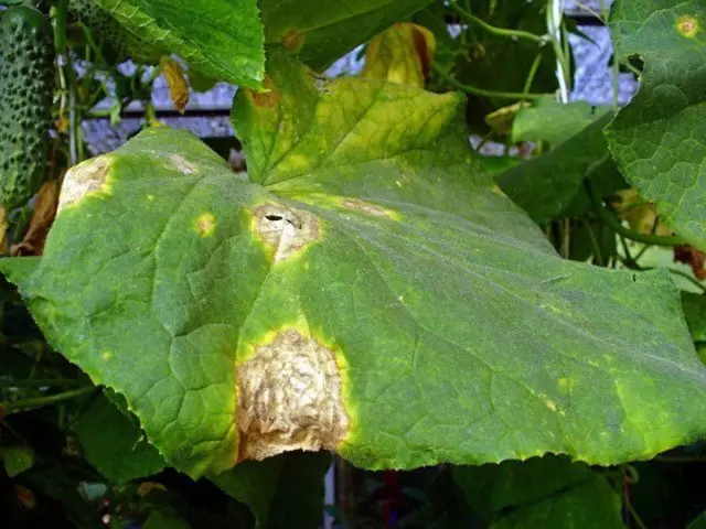 Akkeochitose auf den Blättern der Gurke