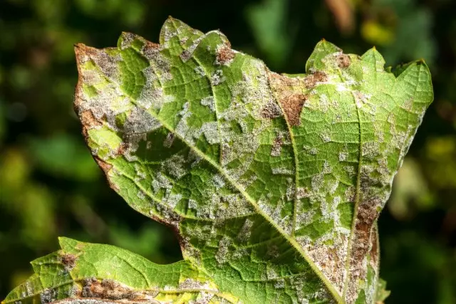 Pepelo powdery dow (peronosporosis) cuuka