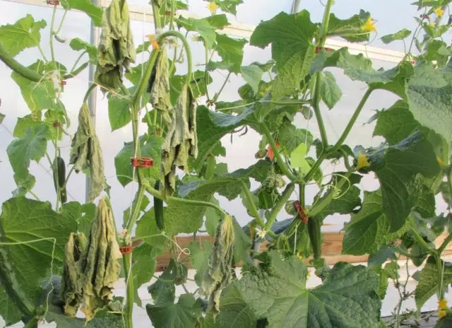 Nje na-agwụ ike nke cucumbers