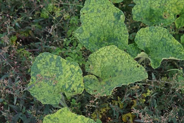 Gewöhnliches Mosaik von Gurken