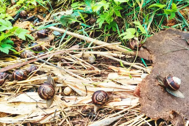 সাইটে snails