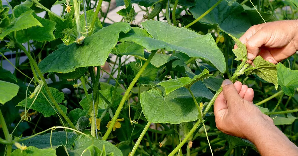 कसरी चंचल गर्न Cucumbers - फोटो र भिडियोहरूको साथ उपयोगी सल्लाहहरू