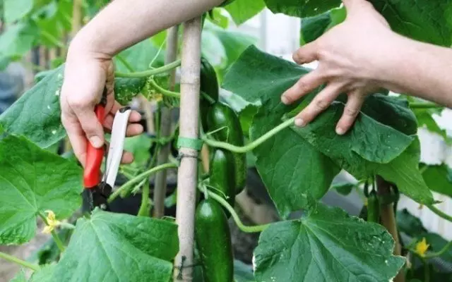 Paging of cucumbers