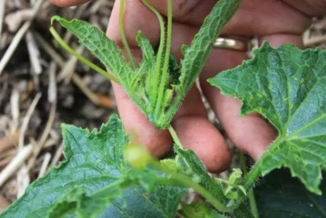 Cucumbers forming