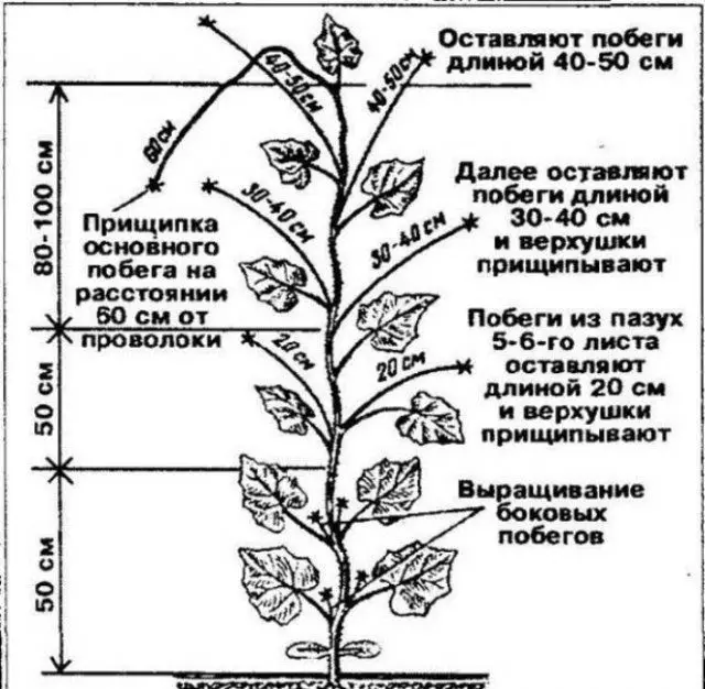 Шема на сегменти од краставици