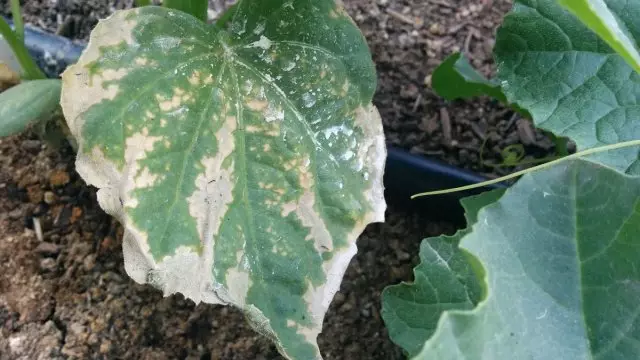 Pale cucumbers than feeding