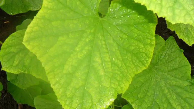 হলুদ পাতা যদি cucumbers ভোজন কিভাবে