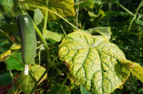 What to feed the cucumbers during flowering and fruiting to increase the harvest 772_15