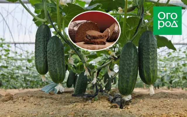 Kurkku Cucumbers Cucumbers