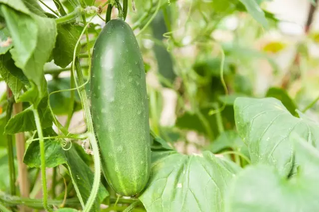 Fingering cucumbers yeast