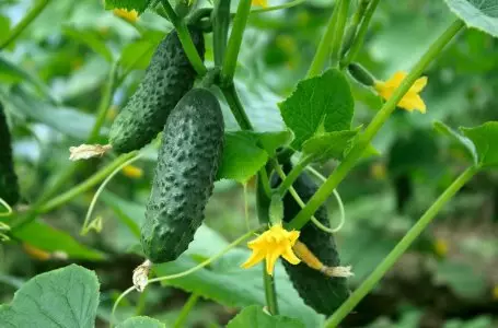 Qué alimentar a los pepinos durante la floración y fructificación para aumentar la cosecha. 772_20