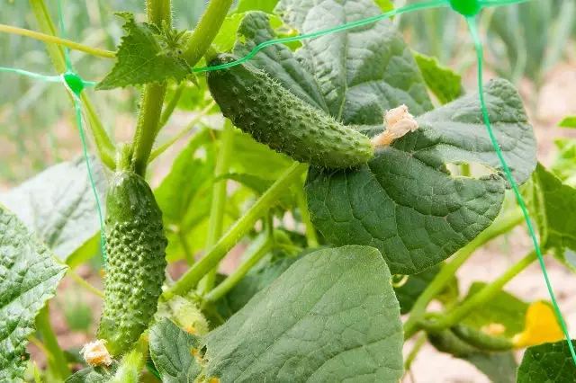 আপনি cucumbers ভোজন করতে পারেন