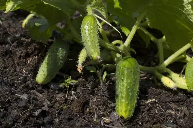 Que alimentar a los pepinos